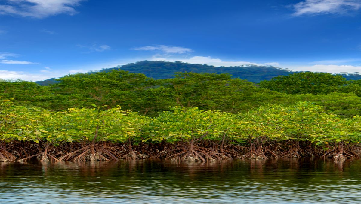 Hamilo Coast: Nurturing nature for 15 years and beyond | Tech G³